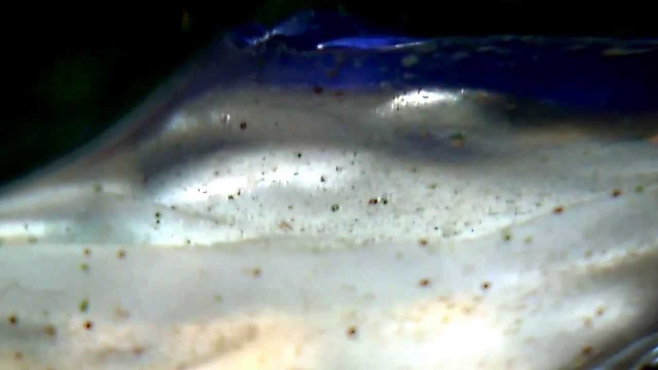 SEA MOKEYS LEAVING THE EGG - SEA MONKEYS SALIENDO DEL HUEVO - YouTube