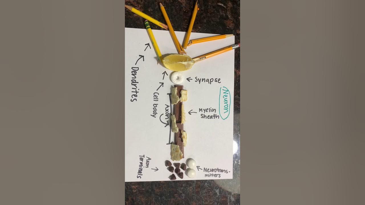 AP Psych Build a Neuron Project - YouTube