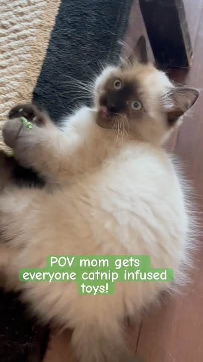POV mom gets everyone catnip infused toys - YouTube