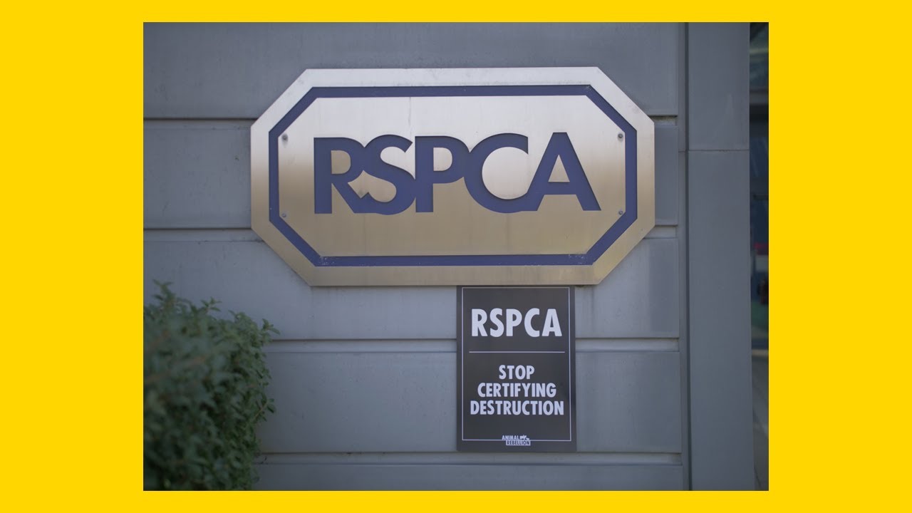 Animal Rebels deliver letter to RSPCA, they must stop certifying ...