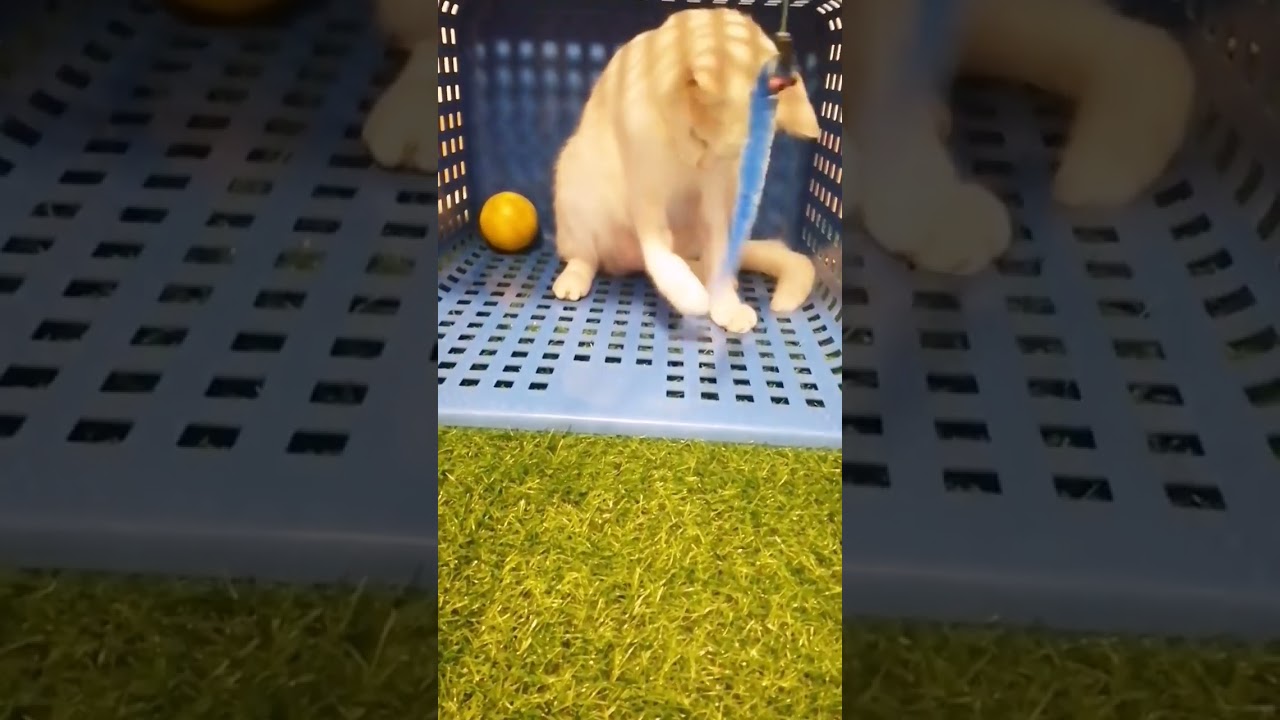 Chellian cat.🤣🤣🤣 - YouTube