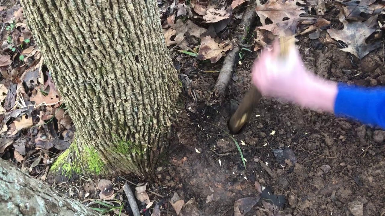 How to set coon traps - YouTube