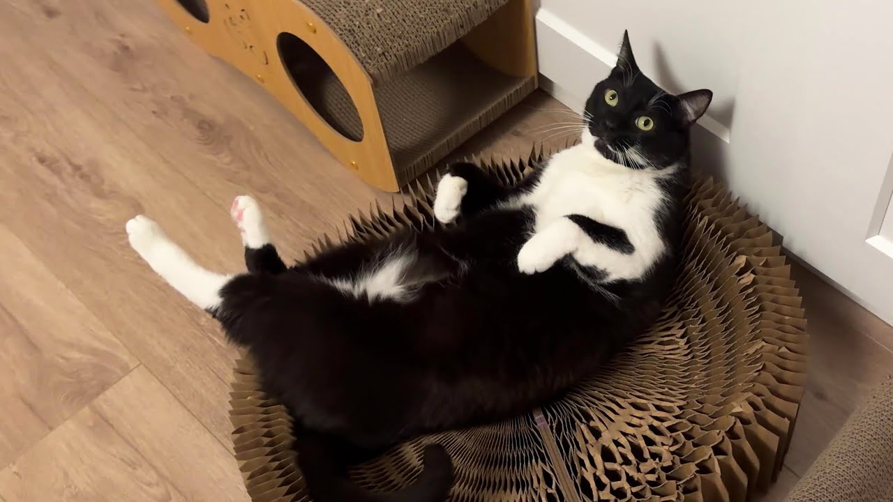 "Human, you are late for the training" - YouTube