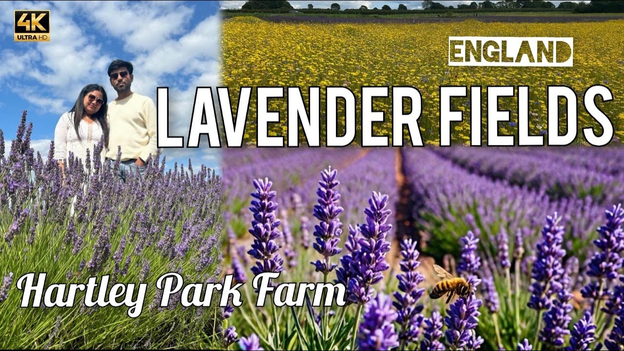 The World's Most Beautiful Purple Place : Hartley Lavender Fields ...