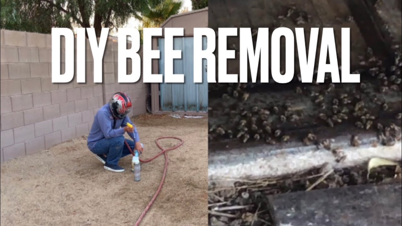 DIY BEE REMOVAL DONE WITH DISH SOAP & SPRAYER PLEASE TRY CALLING A BEE ...