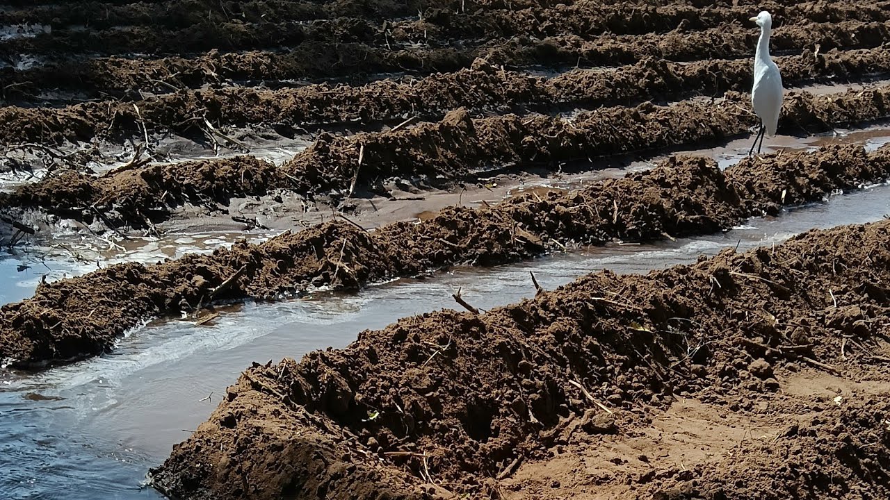 tamaku ropvani taiyari farming - YouTube