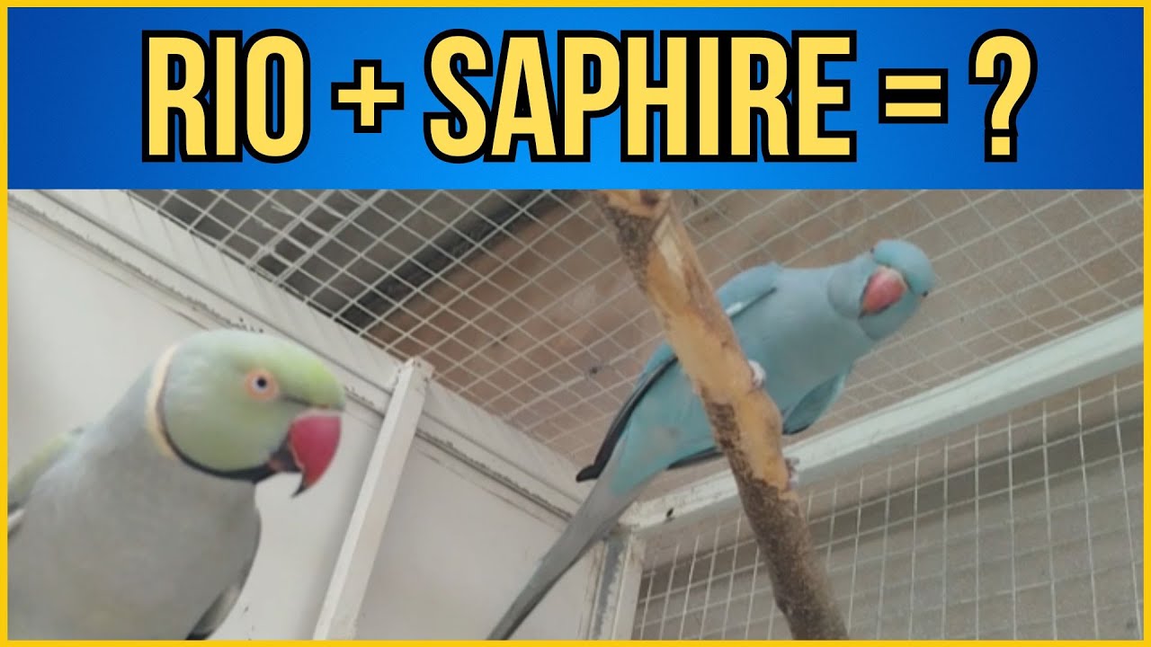 Breeding Turquoise Grey and Blue Ringneck Parrots: What Colors Will the ...