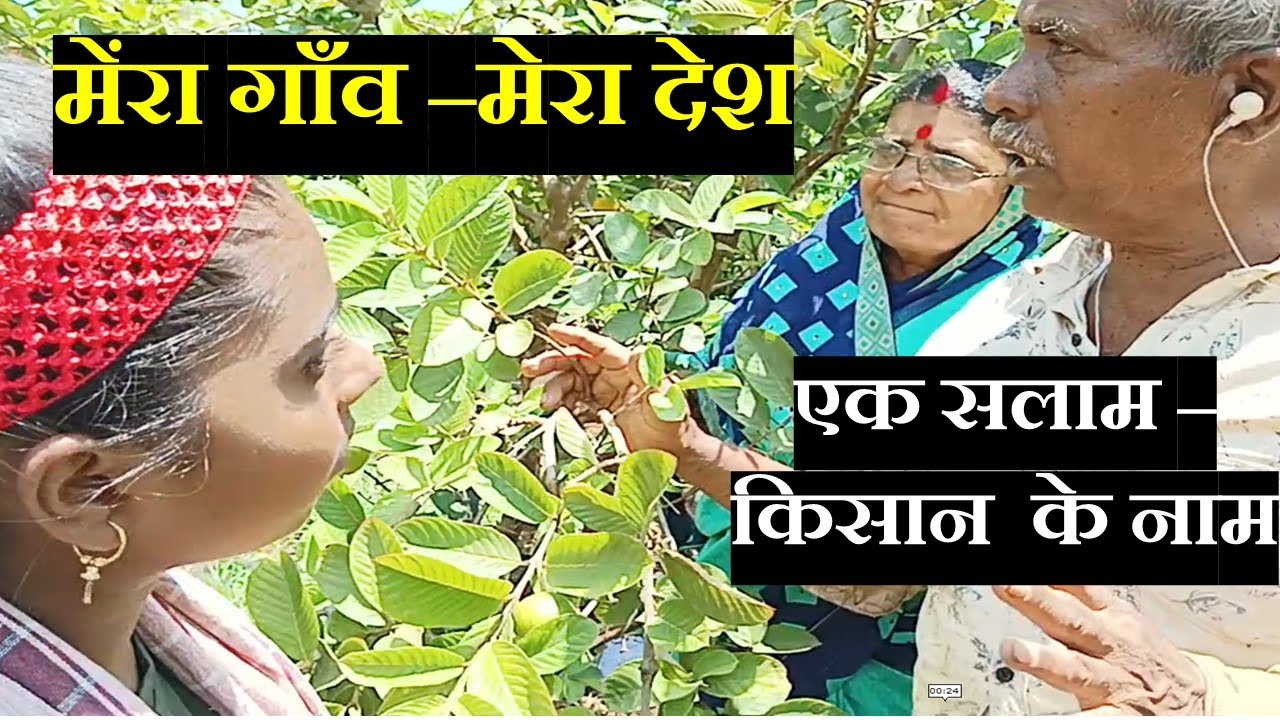 अमरुद Guava खेती Farm वाळवा सांगली Vlog by Kirti Rane Walwa, Mah News ...