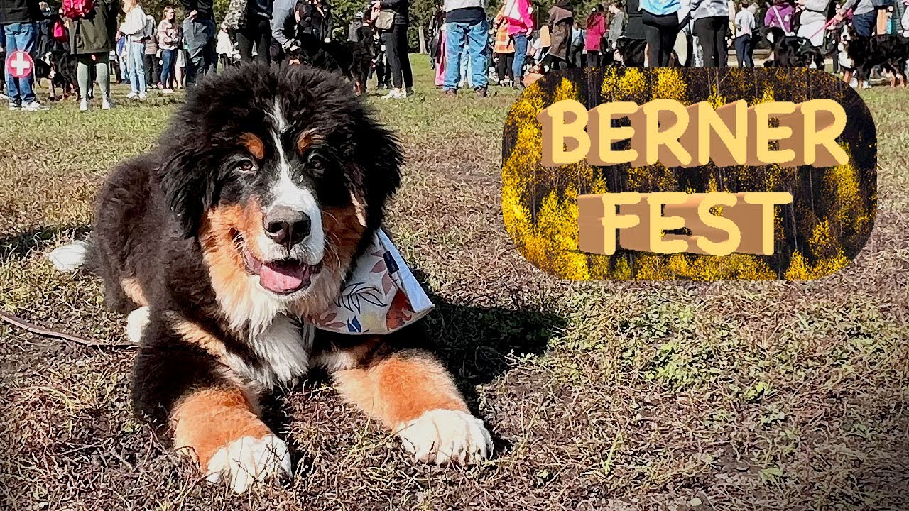 Bernese Mountain Dog - Berner Festival! Over 75 dogs and puppies 🐶 ...