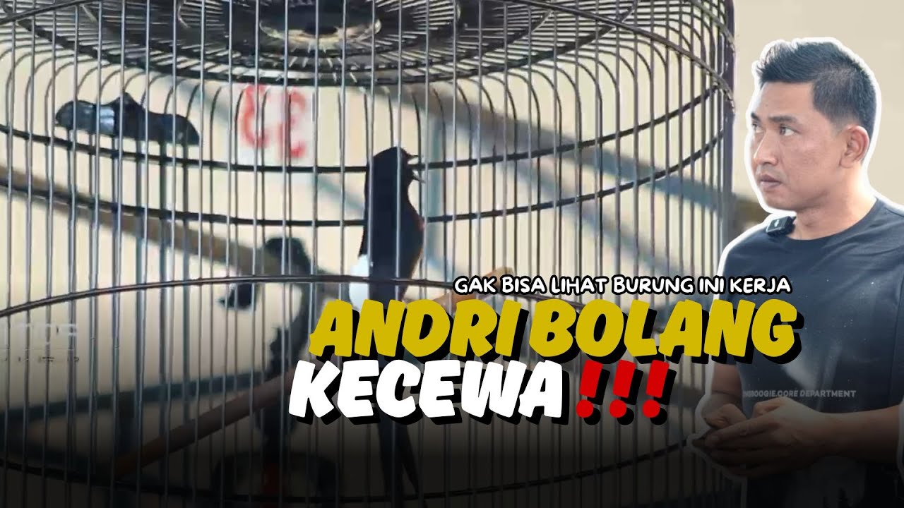 Lepas pantauan ANDRI BOLANG || MATA DEWA Juara Pembuka di Bolang Fans Semarang - YouTube