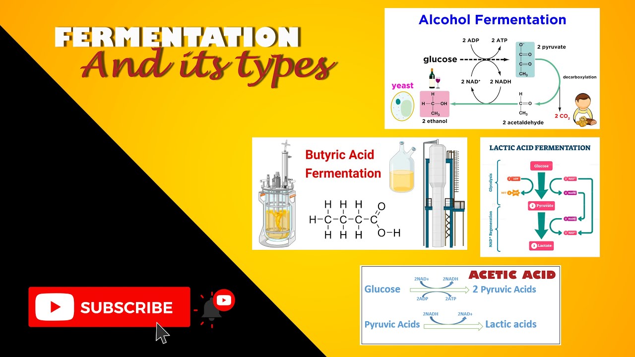 fermentation and its different types of fermentation - YouTube