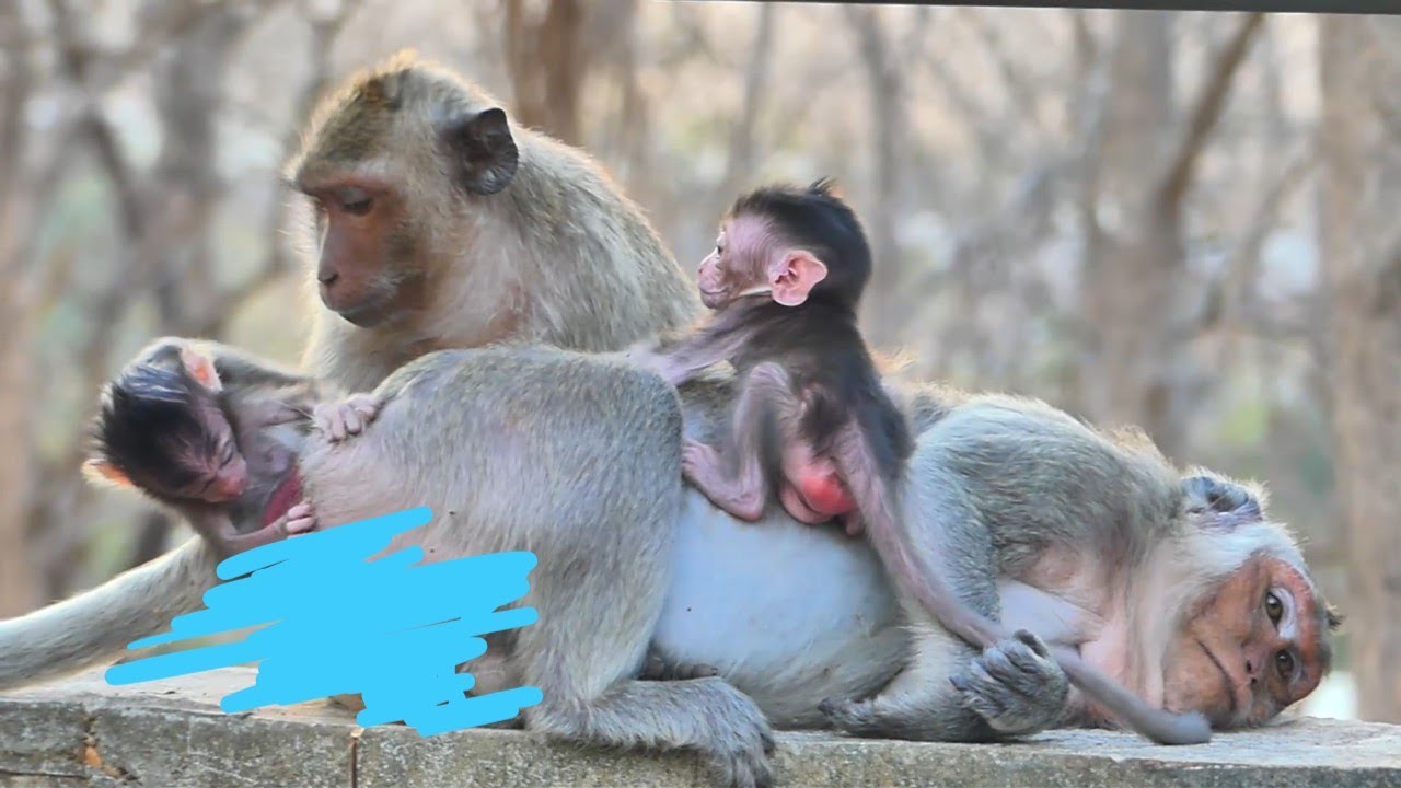 Monkey RANY and RAMY take care of Baby RANO and RACHANA - YouTube