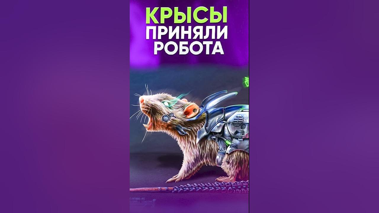 Как робот-крыса учится у природы? - YouTube