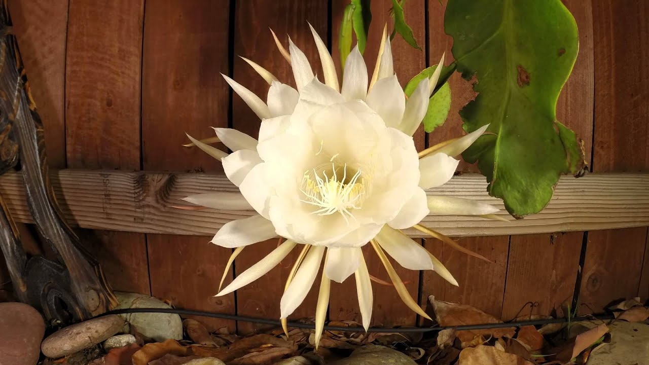 Queen of the Night (Epiphyllum oxypetalum) bloom time lapse - YouTube