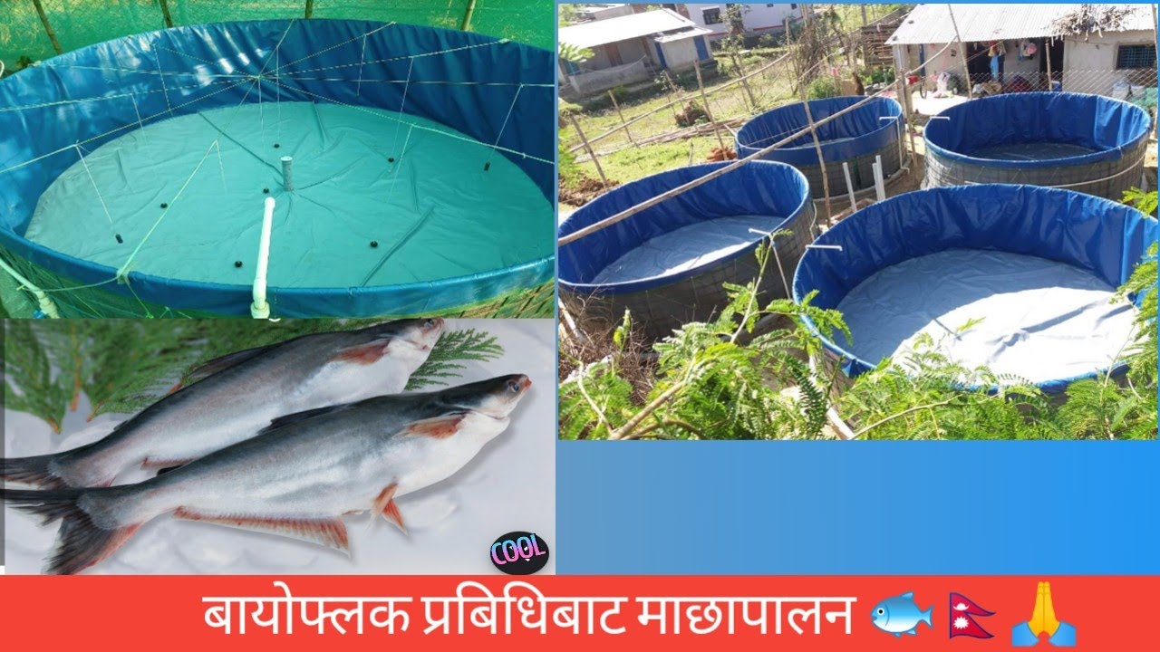 Biofloc fish farming in Nepal 🇳🇵🙏 - YouTube