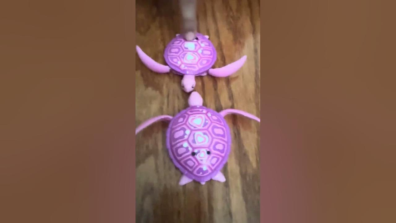 Turtles moving - YouTube