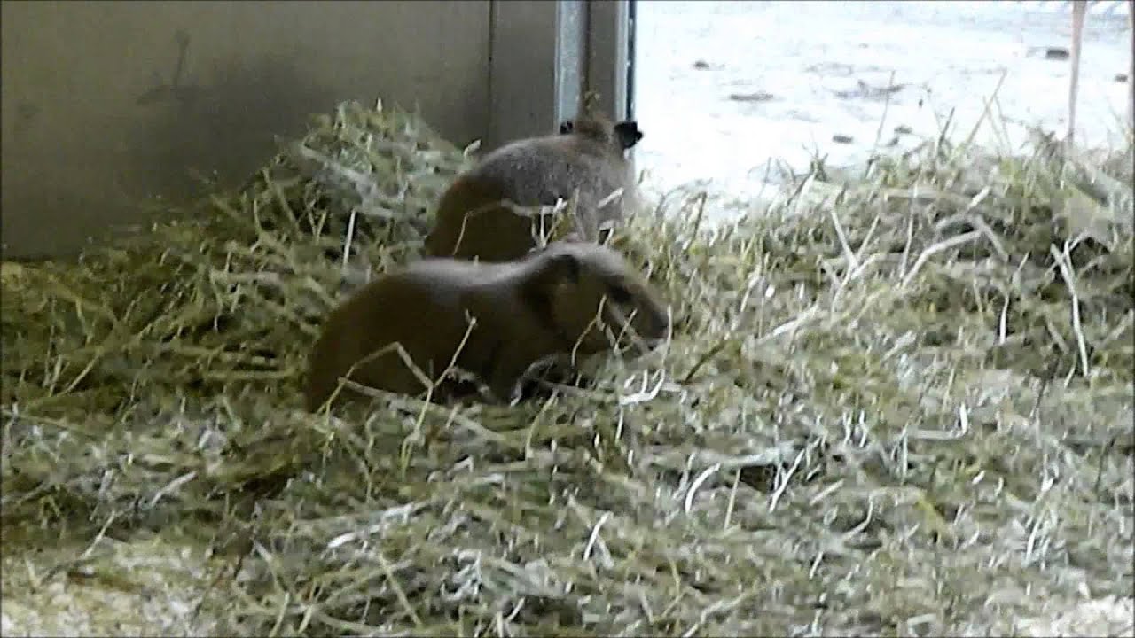 Newborn Capybara Babies at Zoo Vienna - YouTube