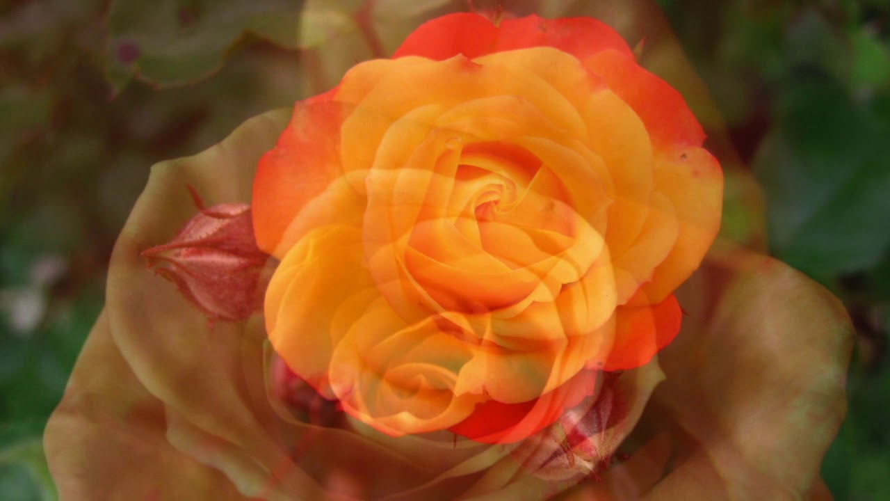 ROŹÉS LABAI GRAŽIOS GÈLÉS - YouTube