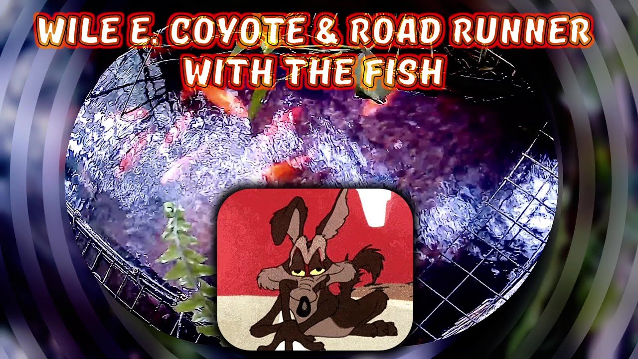 Wile E Coyote & Road Runner With The Fish On A Saturday Morning - YouTube