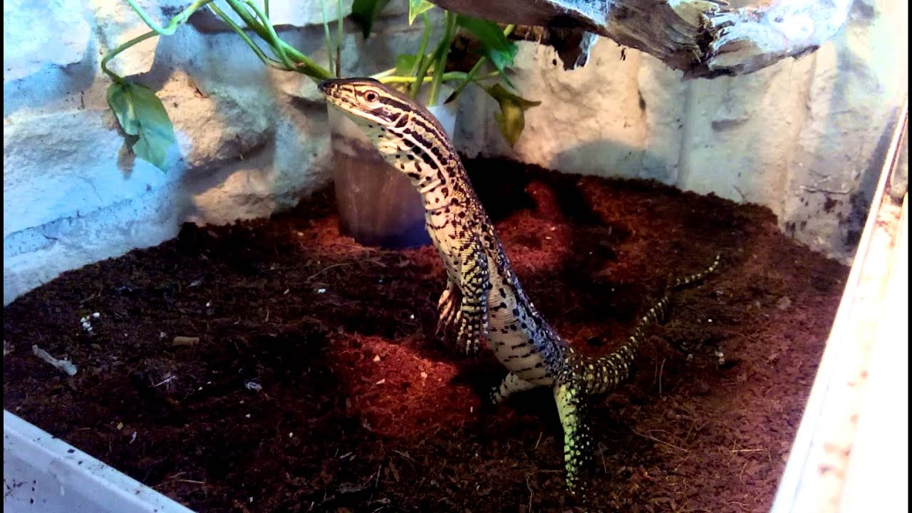 VARANO PANOPTES en pie..... - YouTube