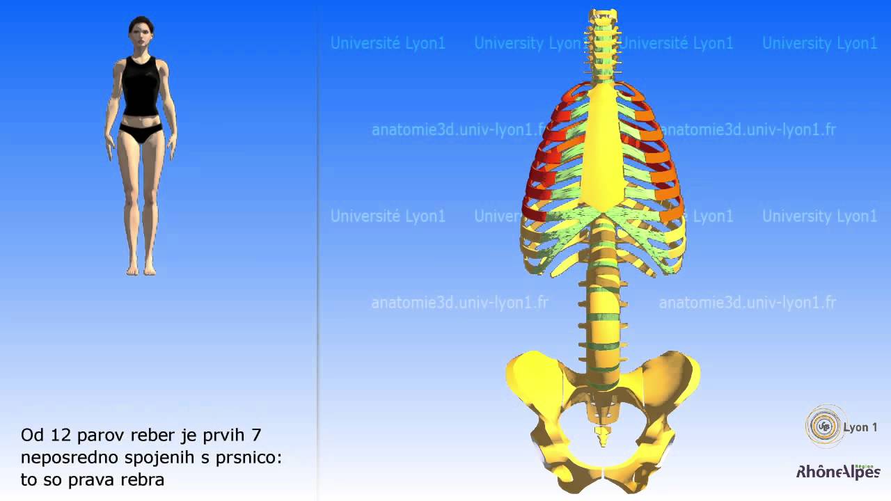 Prsni kos rebra - 3D anatomija - YouTube
