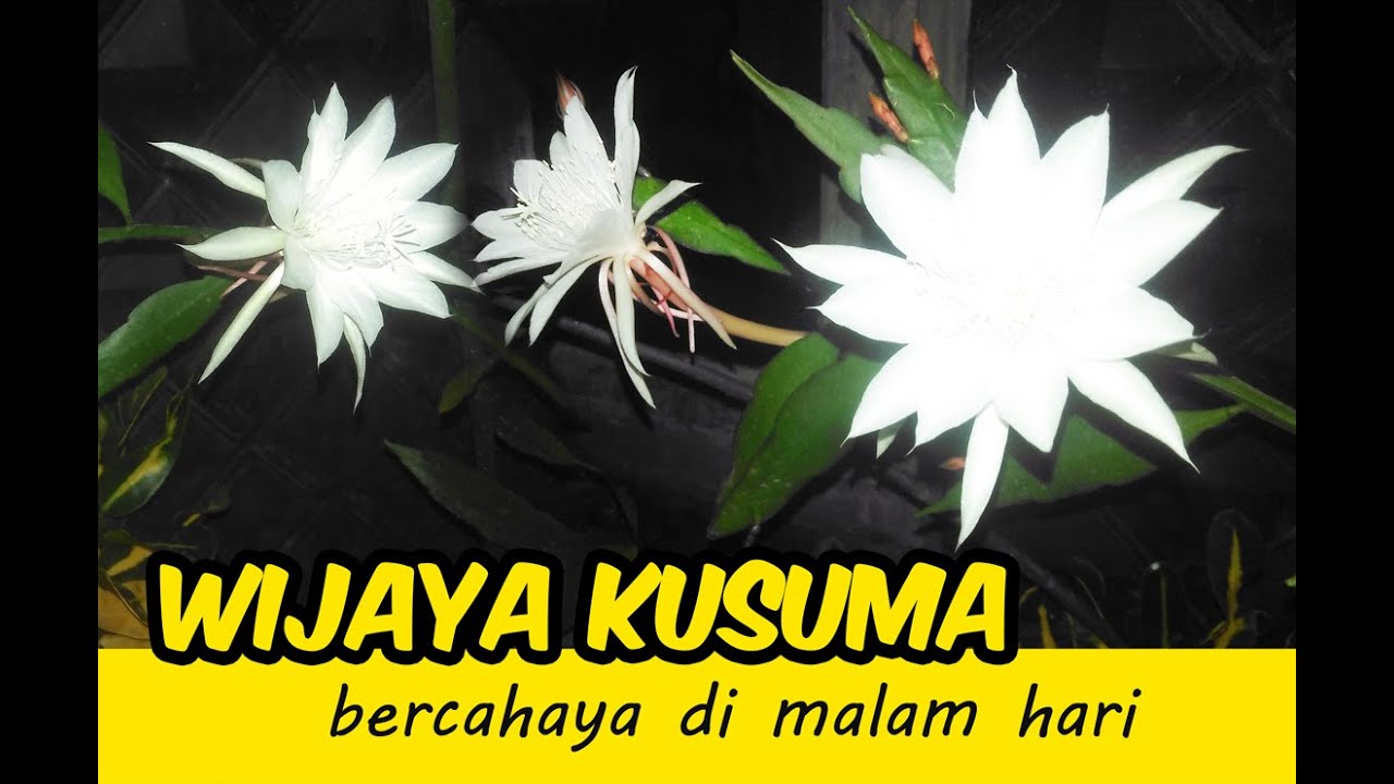 wijaya kusuma indah bercahaya - YouTube