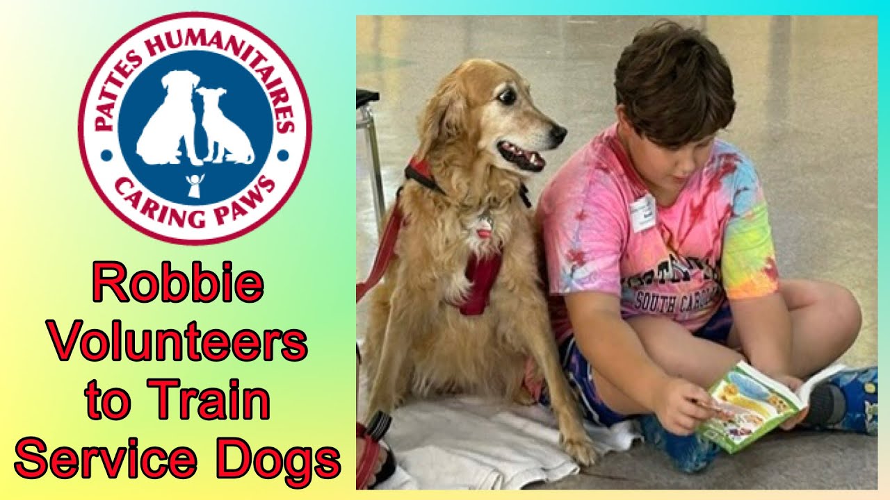 Robbie Volunteers with Caring Paws to Train Service Dogs - YouTube