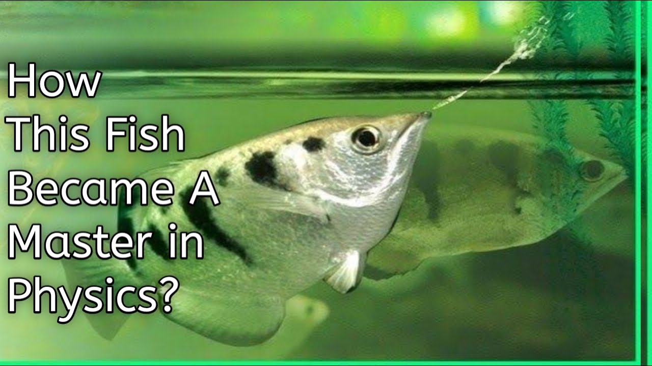 ArcherFish|| A Fish that Shoot Water with 100% Accuracy at their Prey ...