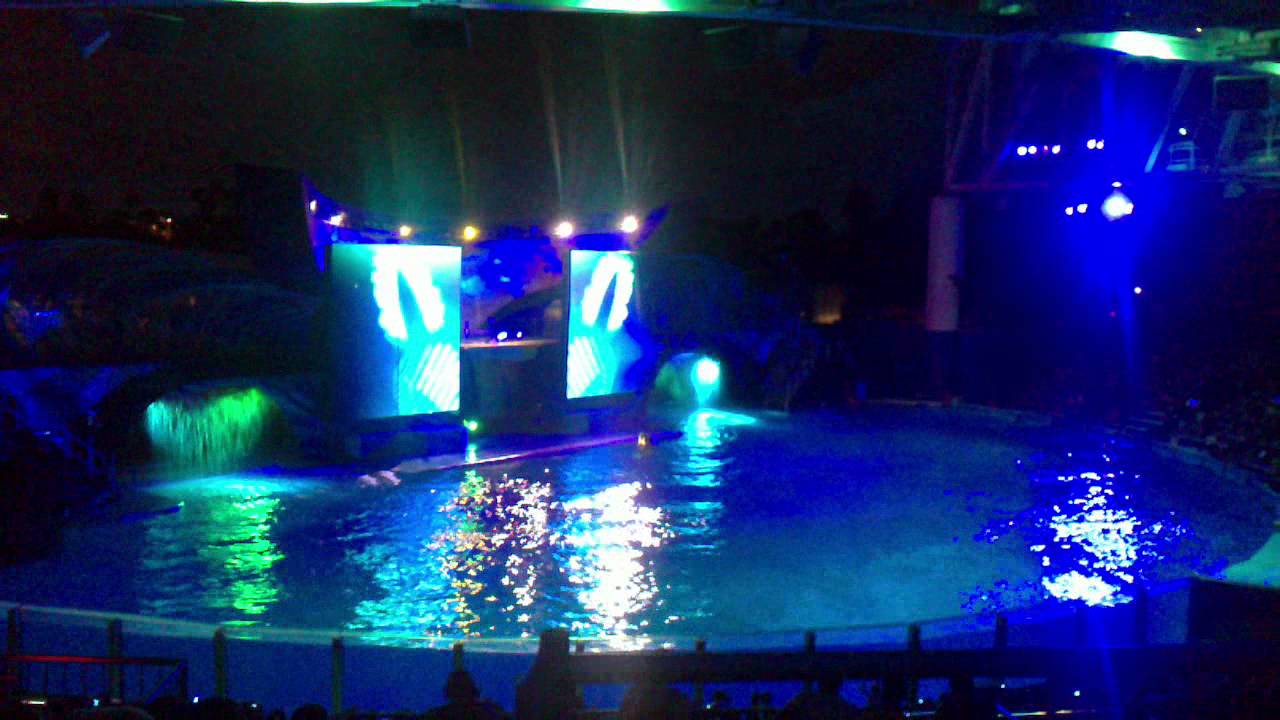 SeaWorld, Orlando: Shamu Rocks show - YouTube