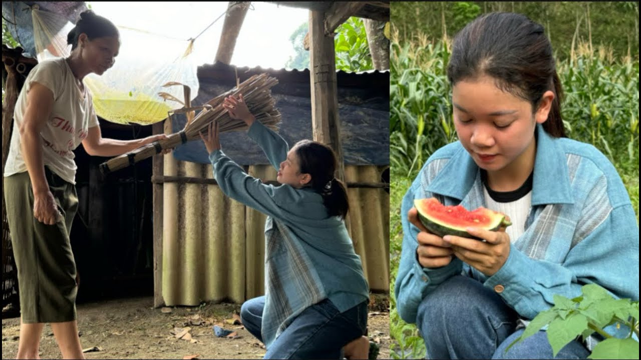 Harvesting watermelons to sell at the market - evil stepmother tortures ...