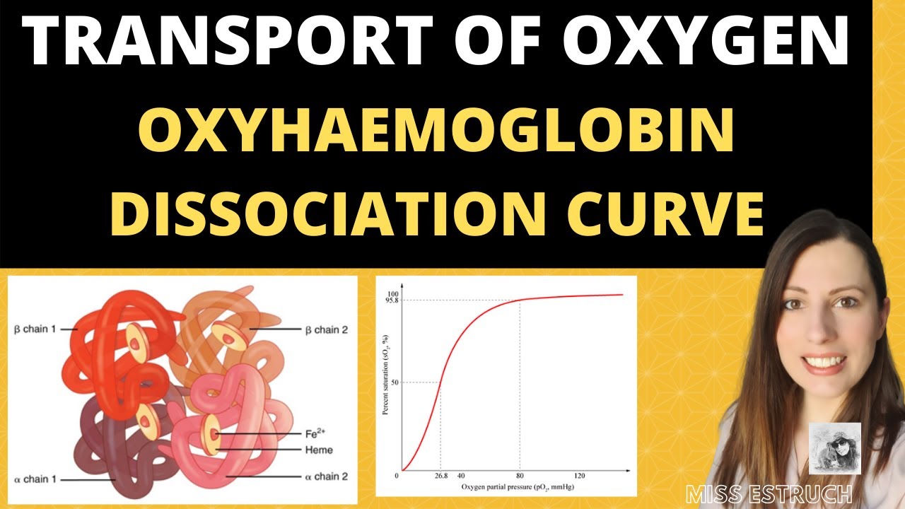 A-level Biology- Structure of HAEMOGLOBIN and Oxyhaemoglobin ...