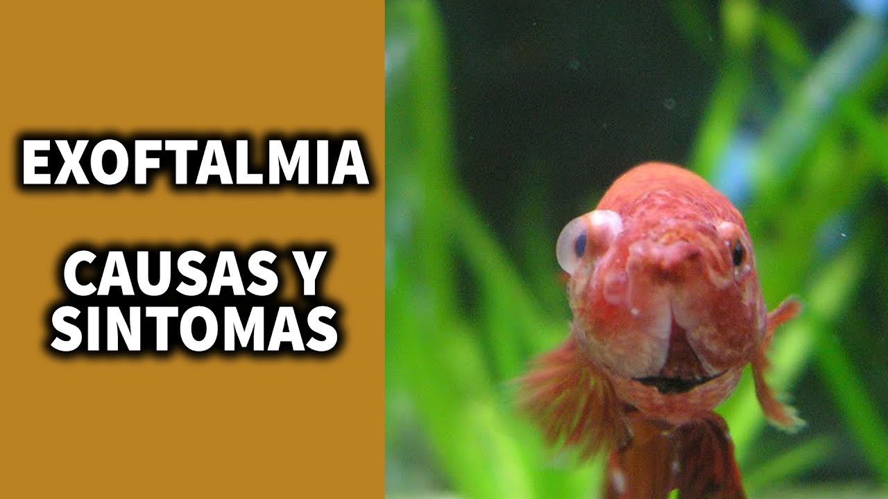 EXOFTALMIA | CAUSAS Y SINTOMAS | (a.k.a. Pop-Eye) | AcuariosLP - YouTube