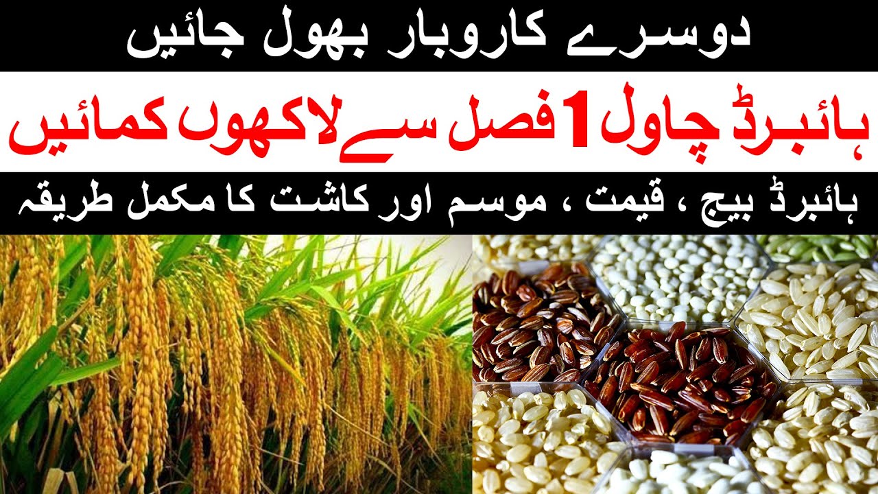 Hybrid seed | A top yielder hybrid rice | modern rice cultivation with ...