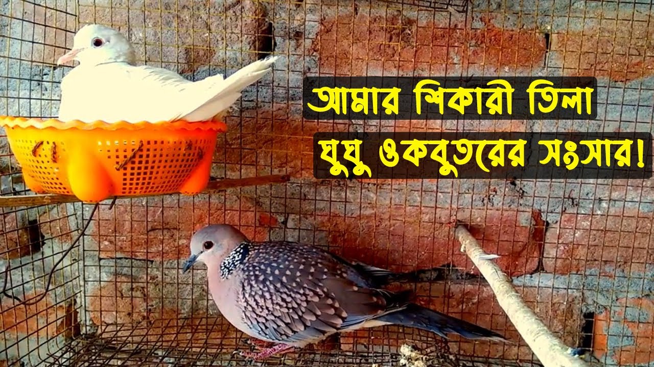 তিলা ঘুঘু ও কবুতরের জীবনী |Bird Story -167| The life story of Spotted ...