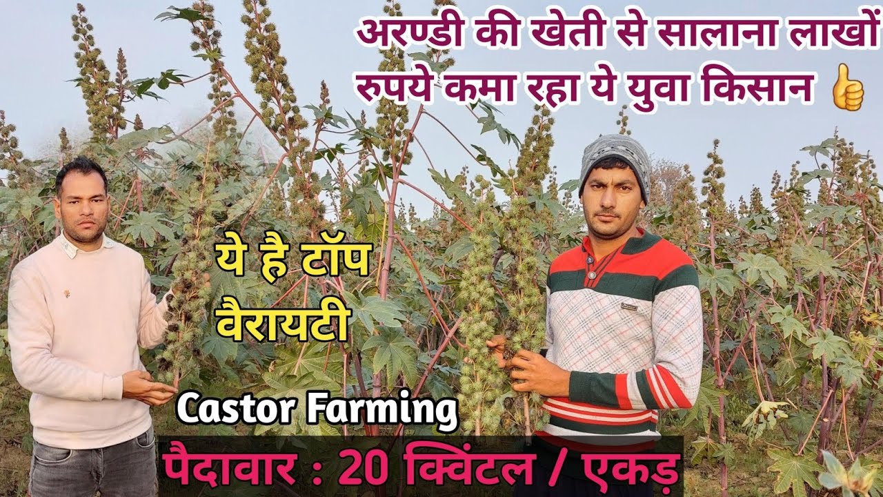 अरण्डी (Castor) टॉप 3 किस्म | Arandee ki kheti | Arandi ki top Variety ...