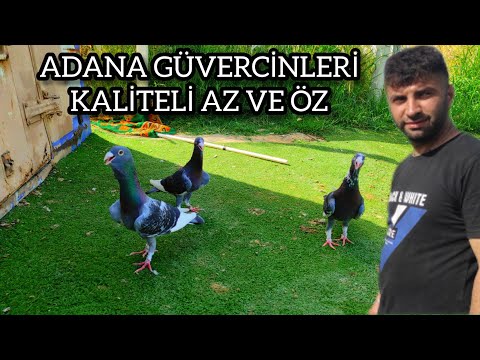 ŞİYARİN YERİ ADANA GÜVERCİNLERİ KALİTELİ İYİ KUŞLAR !