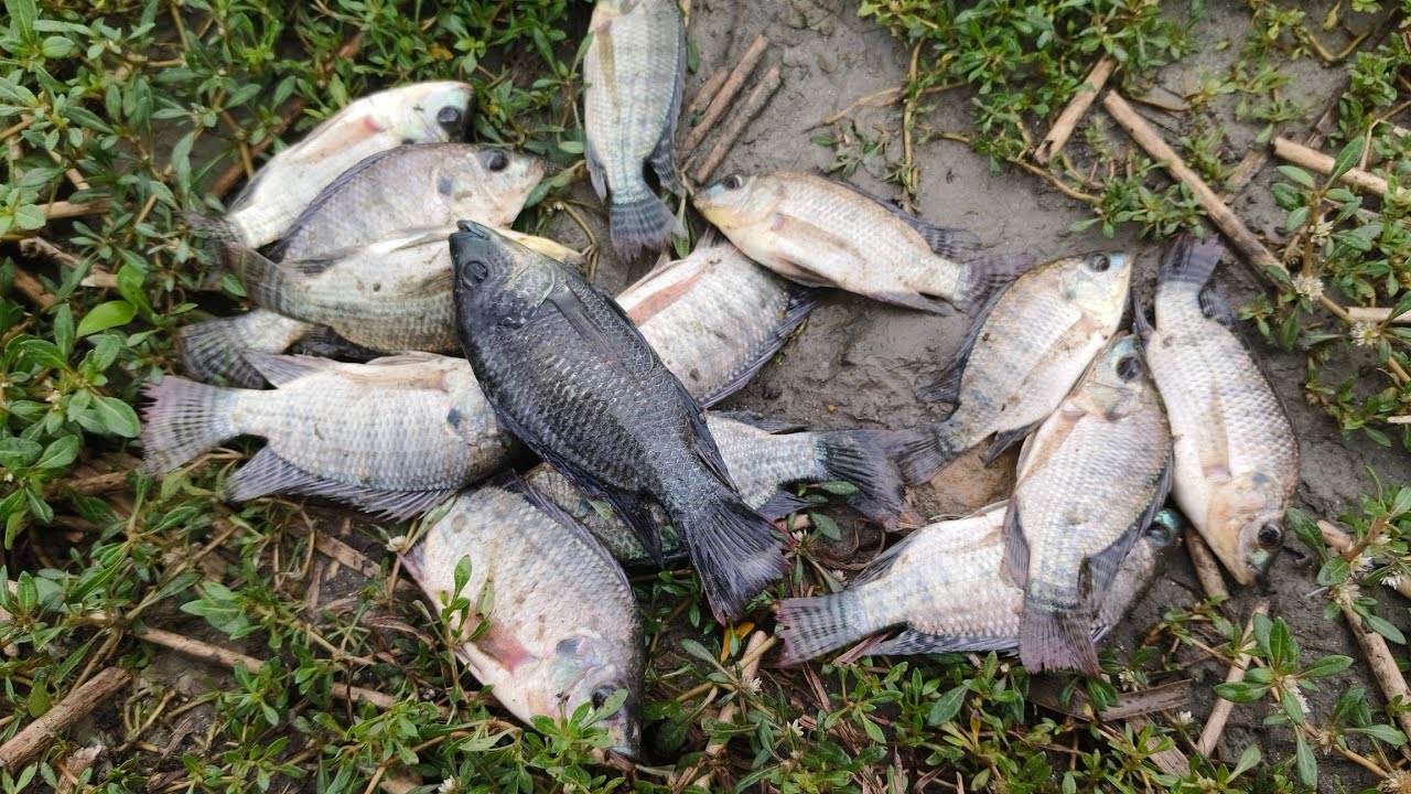 মাছ ধরা 🐠| Net Fishing Techniques | Fishing Videos | Tilapia Fish ...