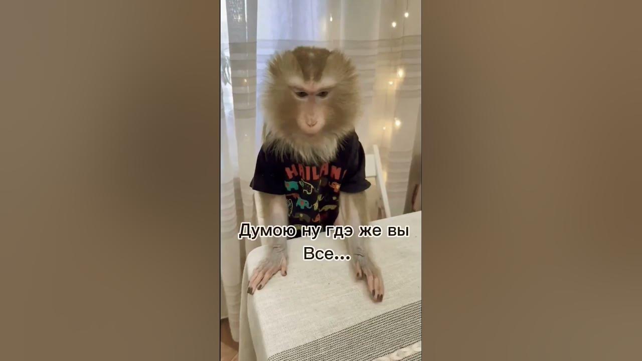 рапик р е к о м е н д а ц и и подпишись рек реки бибизян Youtube