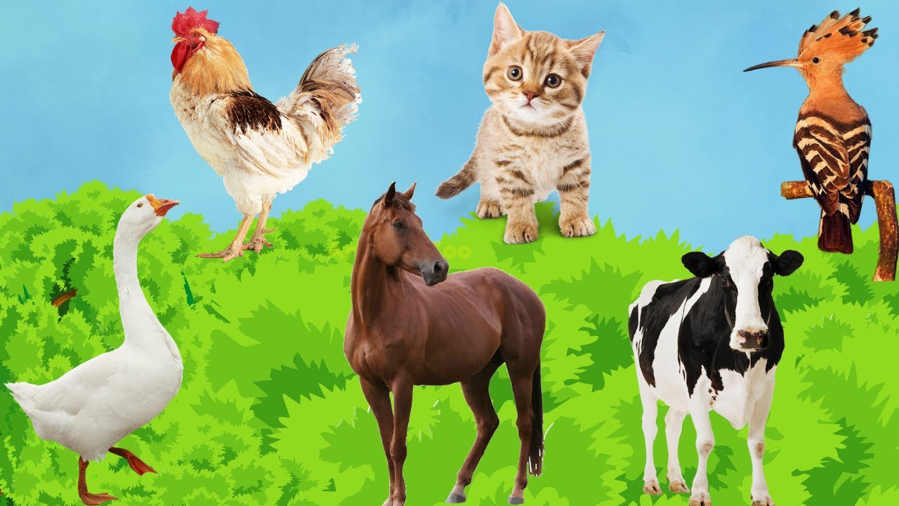 Amazing animal sounds: Chicken, Cat, Blue Gray Tanager, Hoopoe, Horse ...