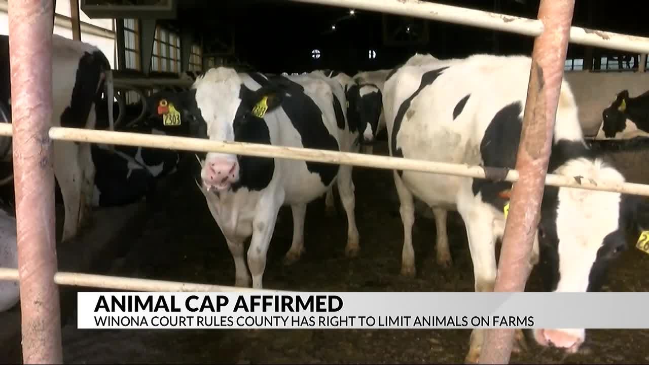 Winona court affirms county's right to cap farm animal units - YouTube
