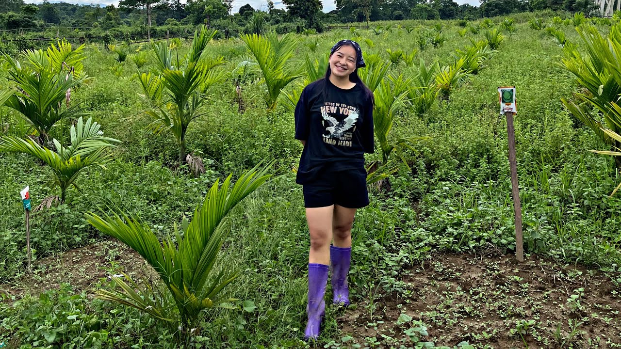a vlog 44 : it’s a FIELD DAY | Palm trees everywhere -Tamul or Areca ...