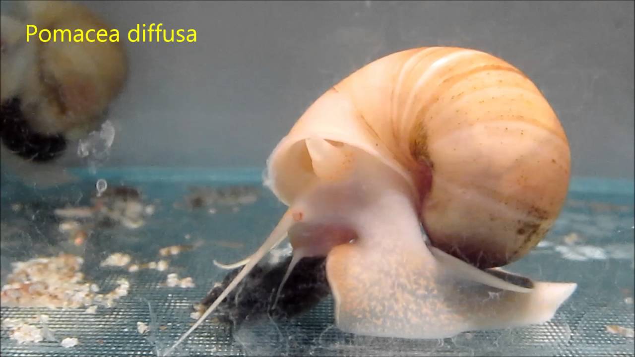 Pomacea diffusa - Uma alternativa no controle de Algas Petecas (Black ...