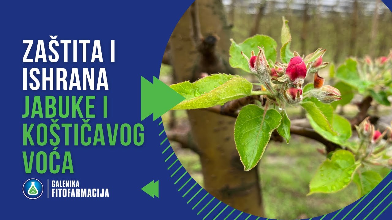 Preventivni tretmani za USPEŠNU zaštitu zasada jabuke, breskve, šljive ...