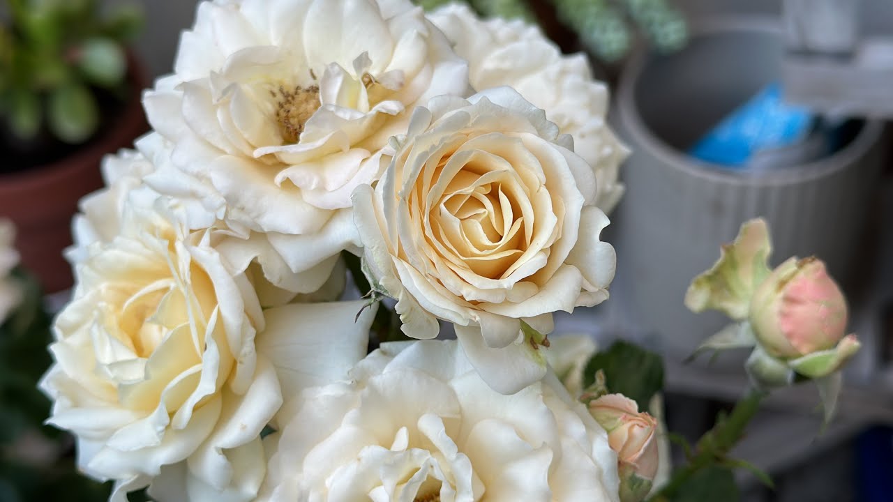 The beautiful cream color Sahara Rose - YouTube