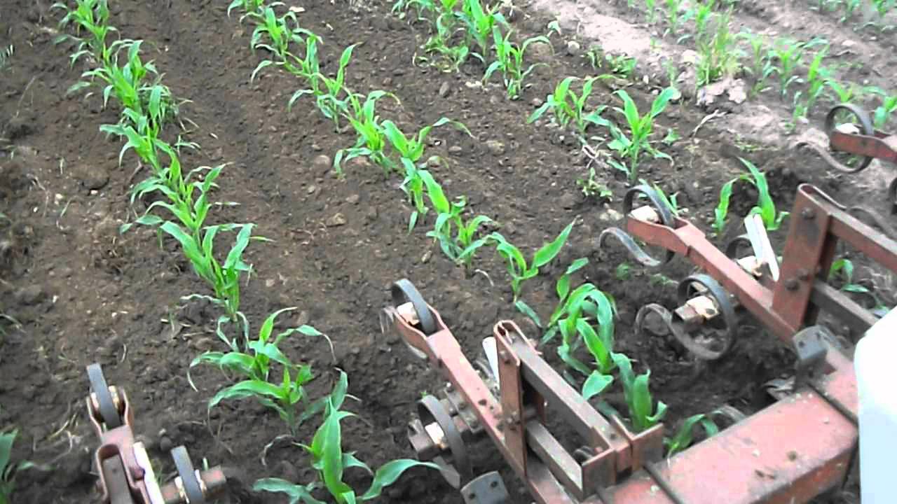 Ford 5000 Cultivating Corn 2011 - YouTube