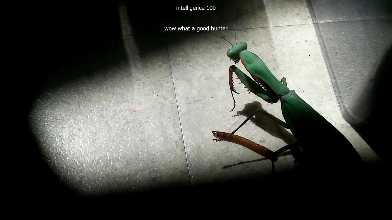 31 May 2020 - Random mantis clips - YouTube