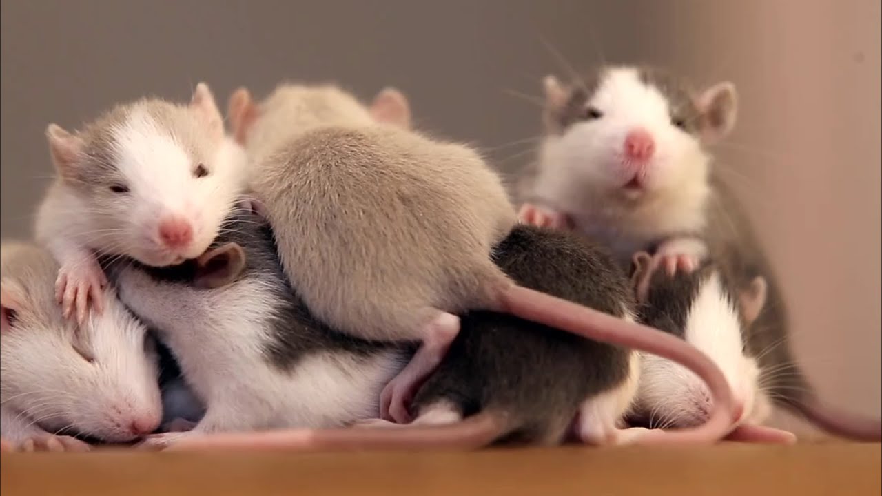 Rats | Fascinating Facts About Rats | Animal deep life - YouTube