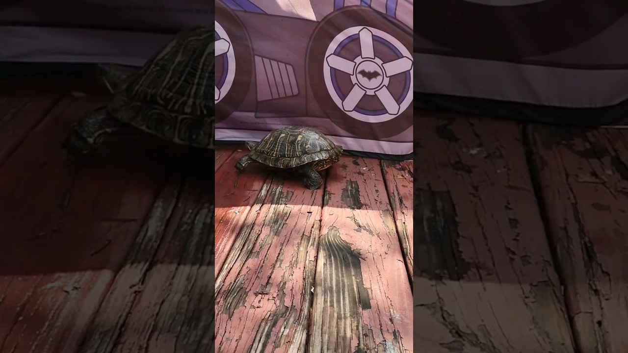 Random turtle wondered into our backyard. #shorts #random #turtle # ...