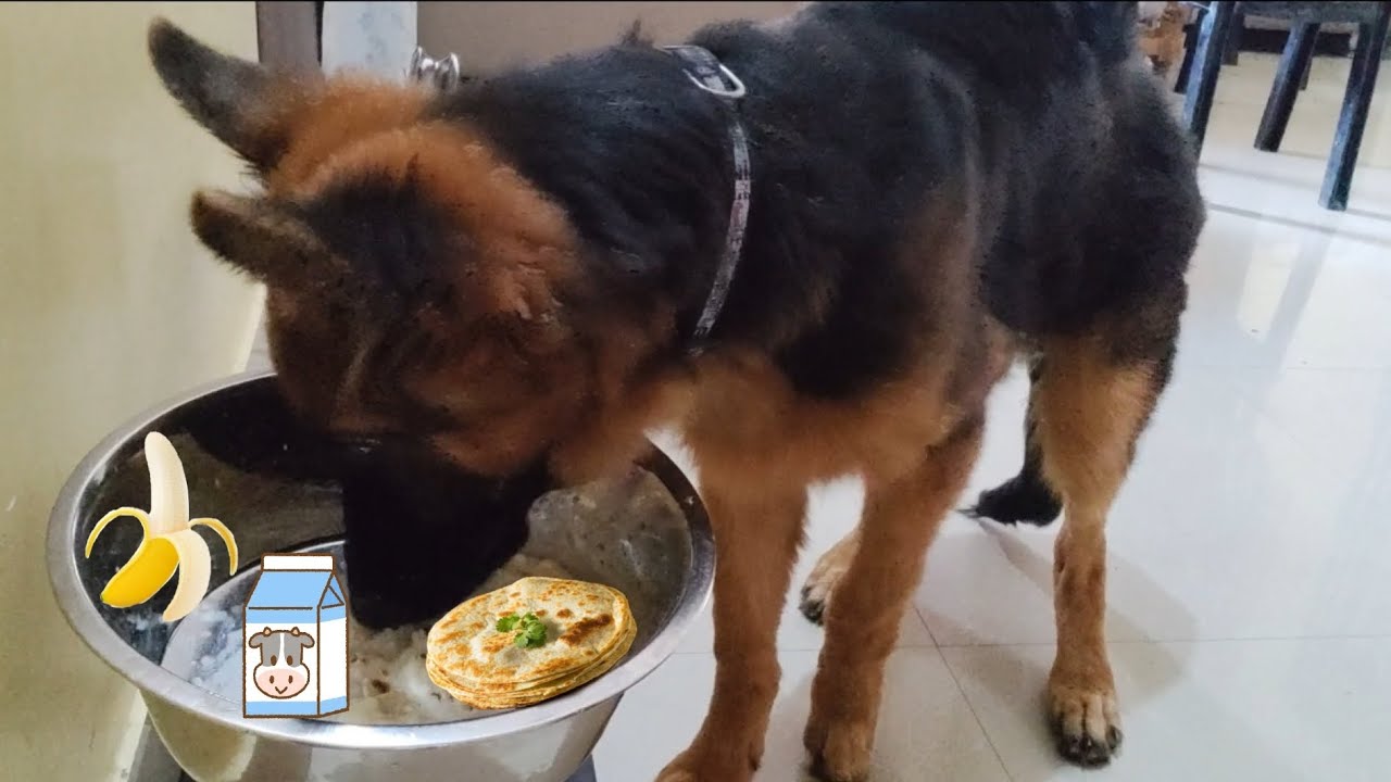 Giving my german shepherd dog/puppy curd, banana & chapati to eat ...