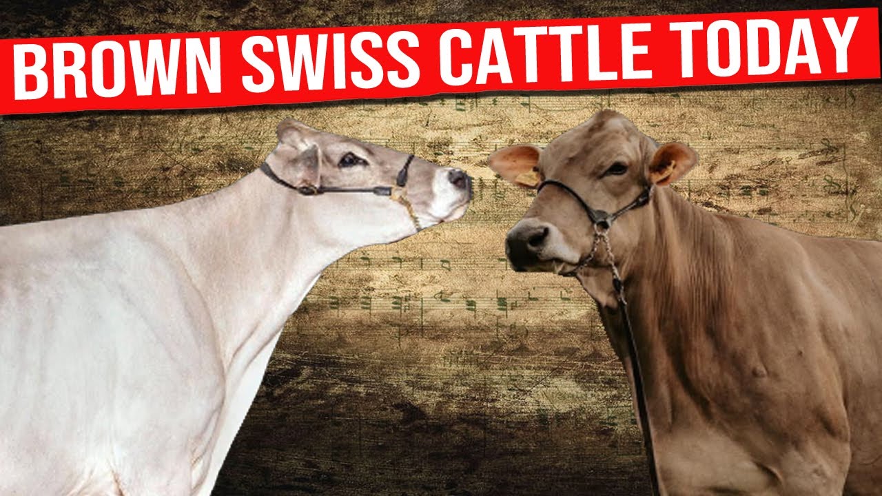 🔴 BROWN SWISS Cattle Today: Discover Everything You Need To Know - YouTube